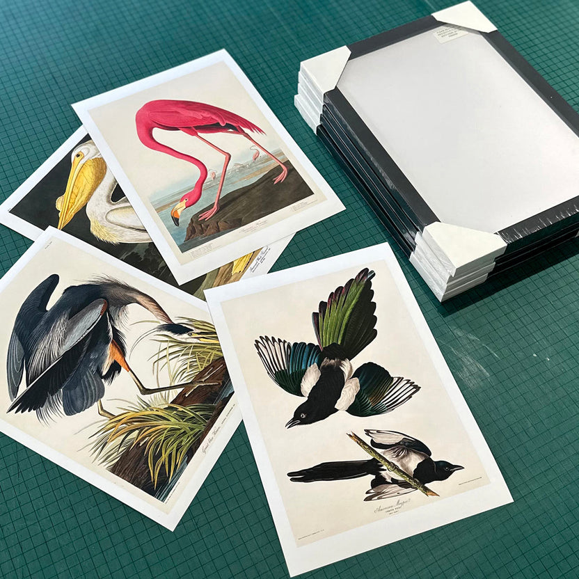 Bird Art Prints, Wall Art & Posters | Ink & Drop – Page 2 – InkAndDrop
