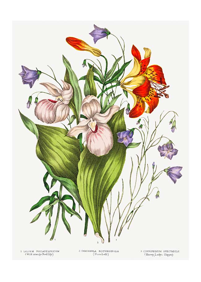 Canadian Wild Flowers Antique Illustration Print – InkAndDrop