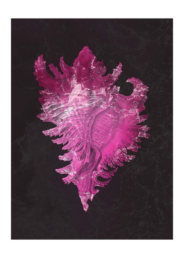 Large Conch Sea Shell Pink Antique Print – InkAndDrop
