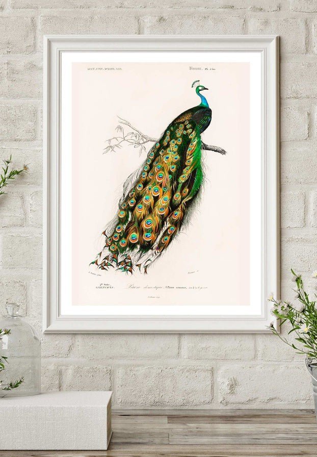 Contemporary Peacock Vintage Bird Print | Ink & Drop – InkAndDrop