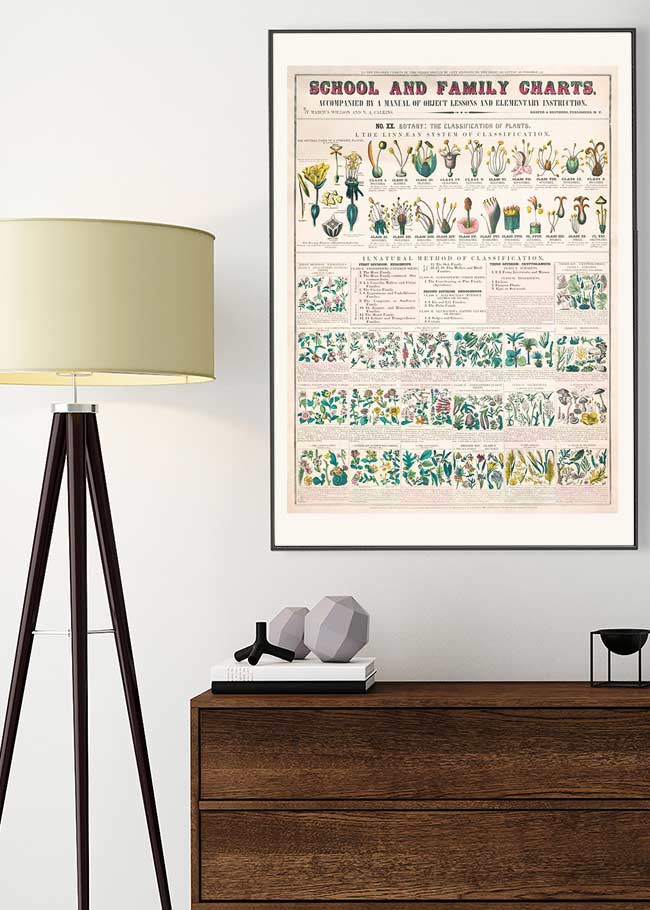 School and Family Charts - Classification of Plants Botanical Chart ...