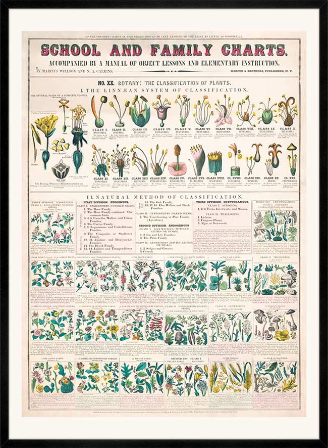 School and Family Charts - Classification of Plants Botanical Chart ...