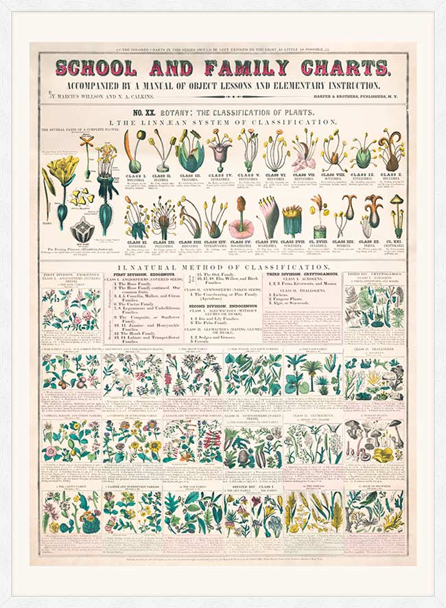 School and Family Charts - Classification of Plants Botanical Chart ...