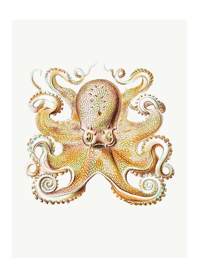 Vintage Octopus Drawing Octopus Graphic Design Wall Art: Prints,
