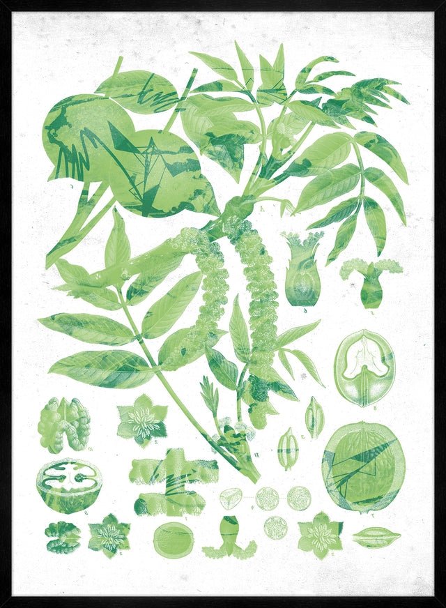 Vintage Walnut Botanical Green Print – InkAndDrop