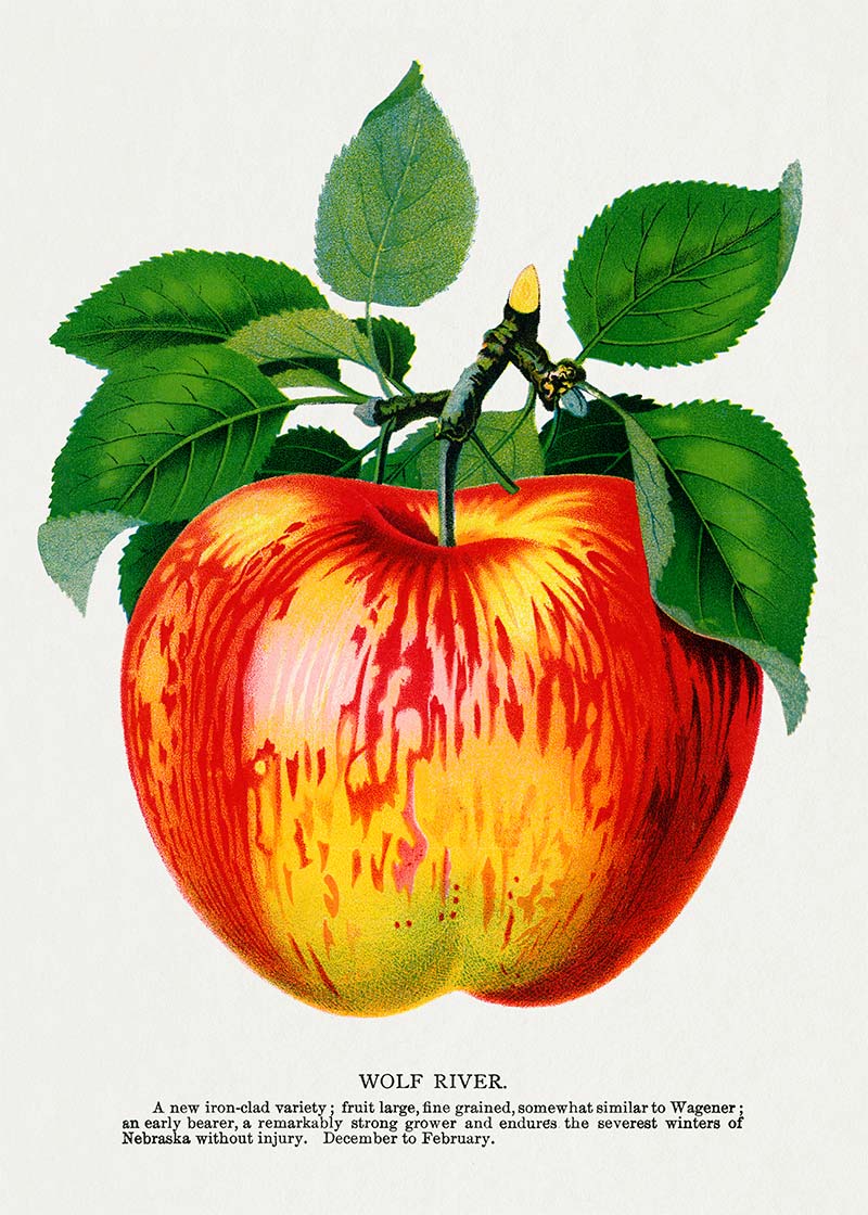 Wolf River Apple Lithograph Print – InkAndDrop